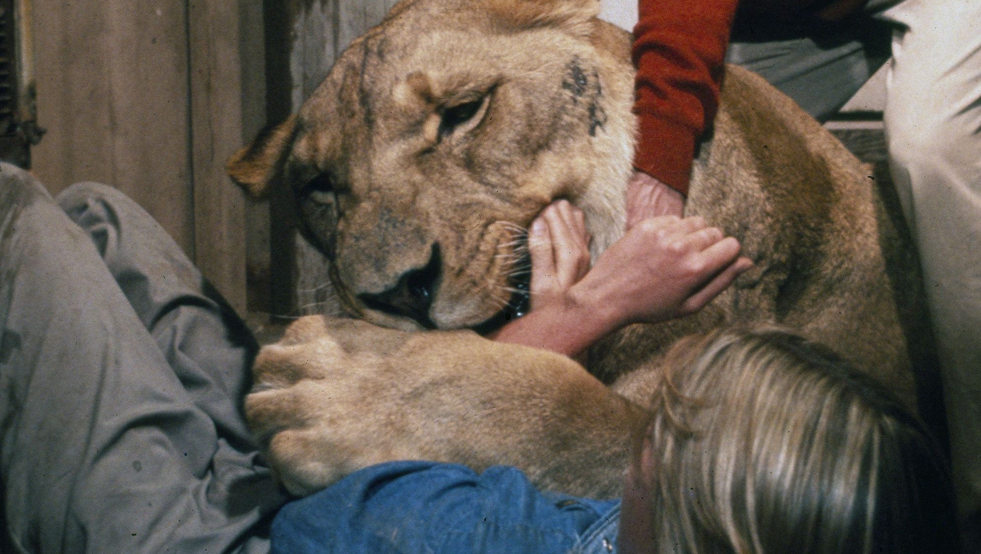 See young Melanie Griffith's bloody face in 'Roar' documentary trailer